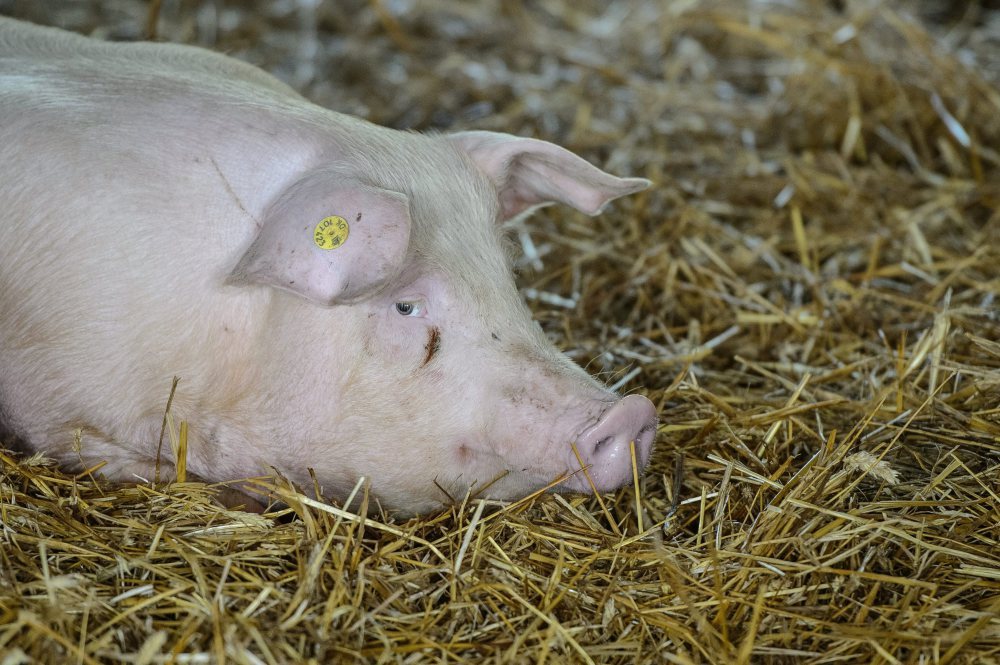 Surowe ograniczenia po wykryciu kolejnego ogniska ASF - Agropolska