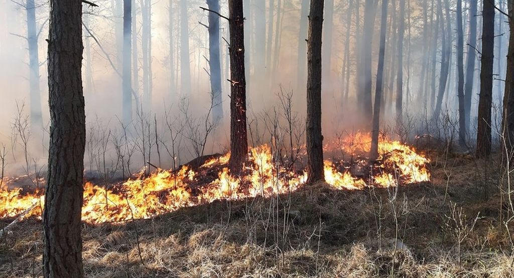 Lasy znów mogą być czasowo zamykane - Agropolska