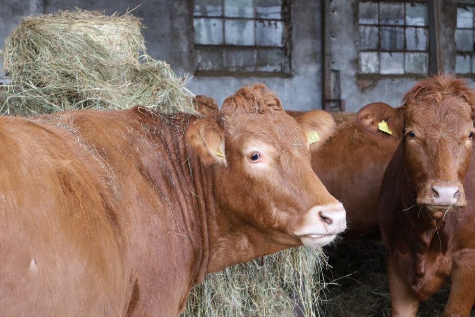 Eskimos zapłacił wszystkim rolnikom za jabłka - Agropolska